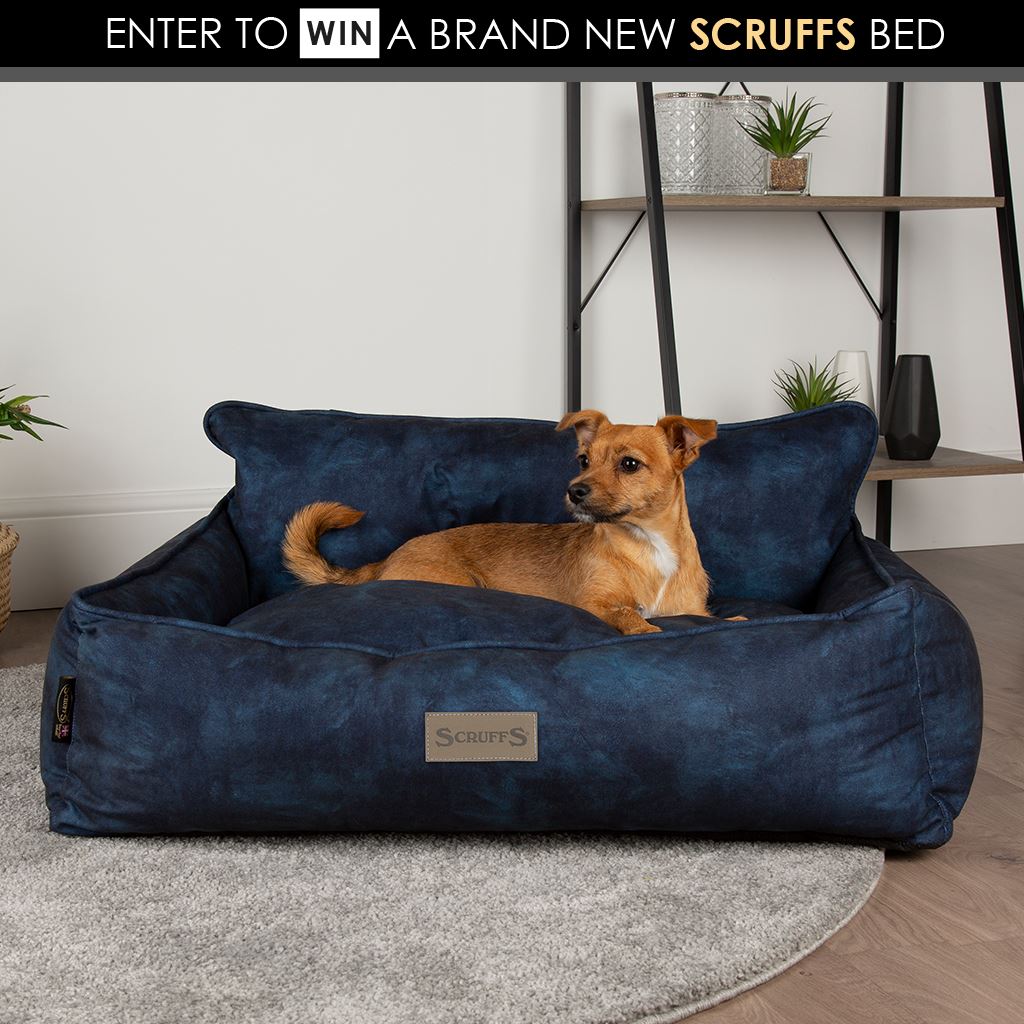 WIN a Brand New Scruffs® Kensington Collection – petslovescruffs