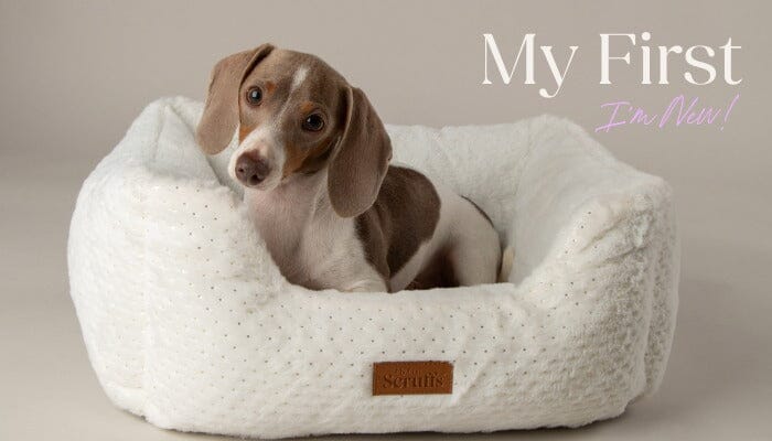 New Collection! My First Puppy & Kitten Bundles – petslovescruffs