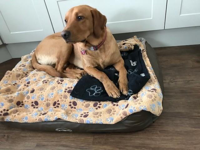 The Top 10 Best Dog Breeds to Own for 2019 - Pets Love Scruffs ...