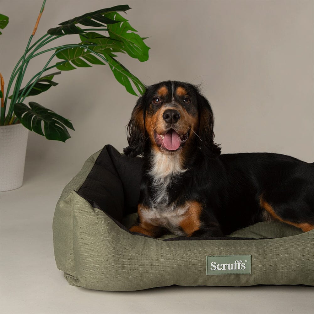 Expedition Dog Box Bed | Green Dog Beds | Scruffs – petslovescruffs