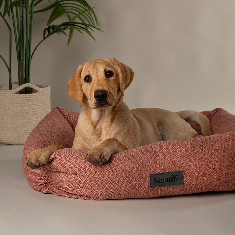 Seattle Dog Box Bed | Coral Pink Dog Beds | Scruffs – petslovescruffs