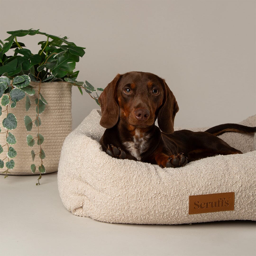 Boucle Dog Box Bed | Ivory Cream Dog Beds | Scruffs – petslovescruffs