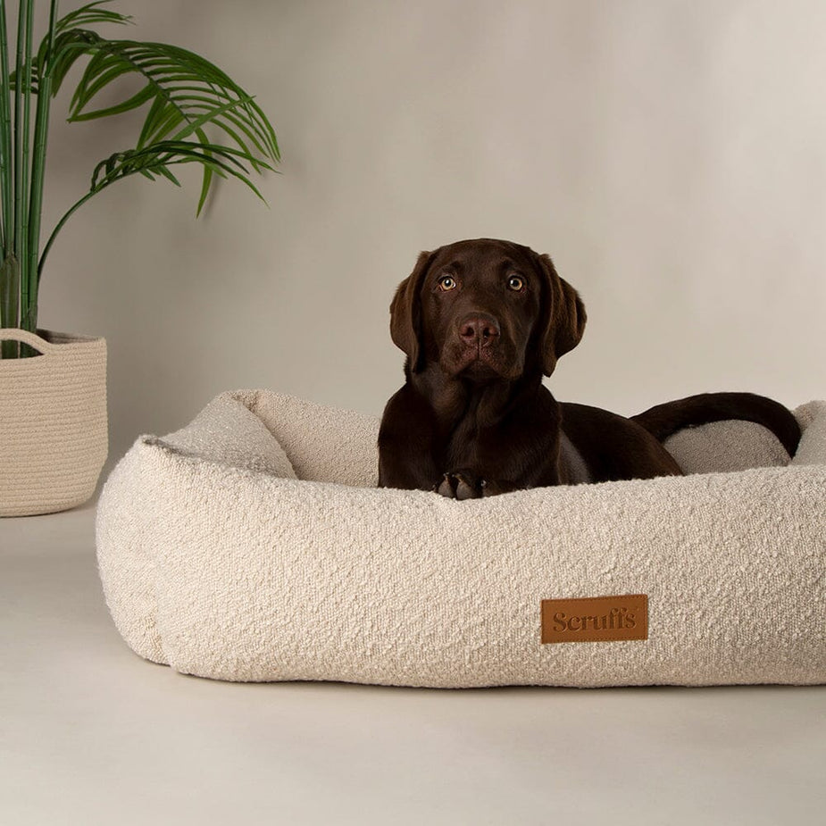 Chester Box Dog Bed | Brown Dog Beds | Scruffs – petslovescruffs