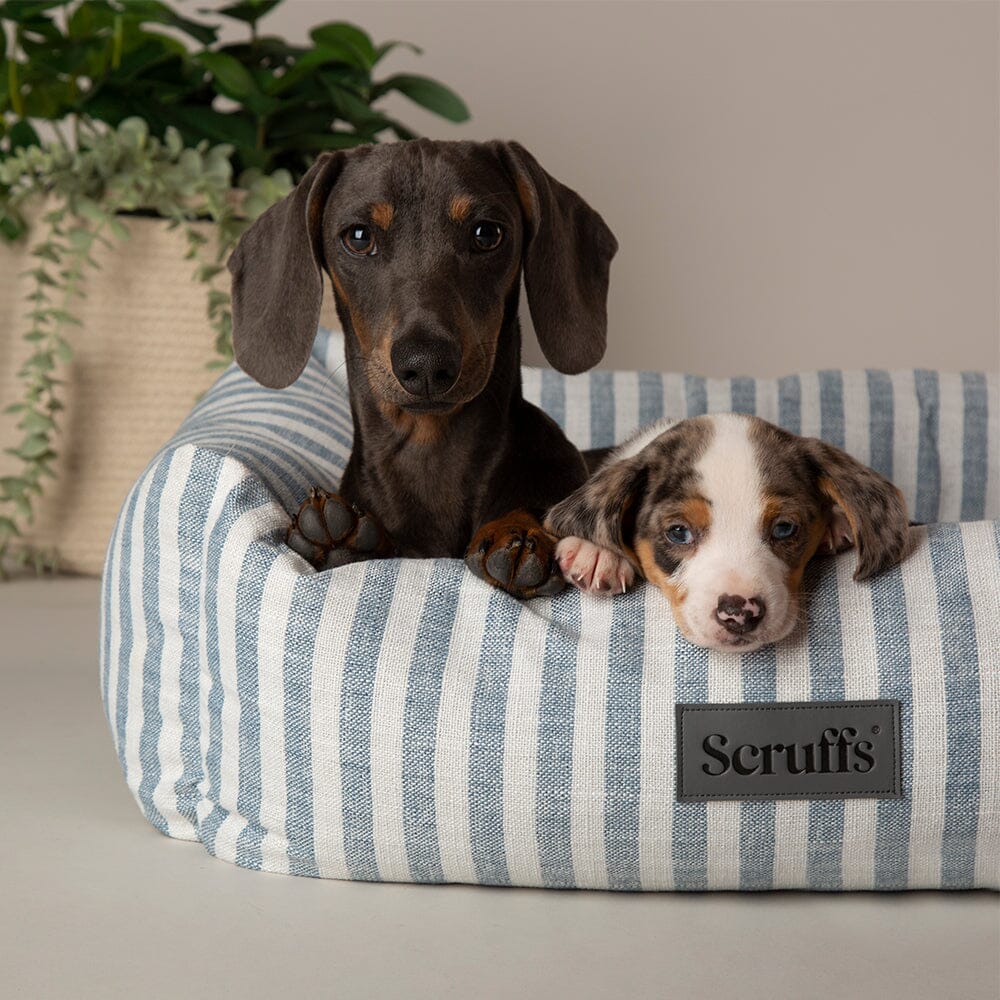 Coastal Dog Box Bed | Blue Dog Beds | Scruffs – petslovescruffs