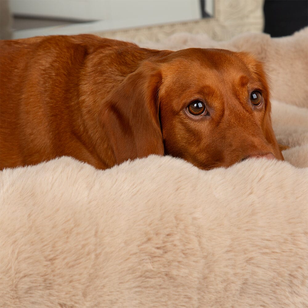 Alpine Dog Box Bed | Cream Dog Beds – petslovescruffs